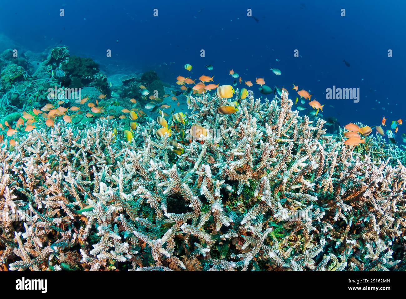 Butterflyfish and damsels in the protection of hard corals on a ...