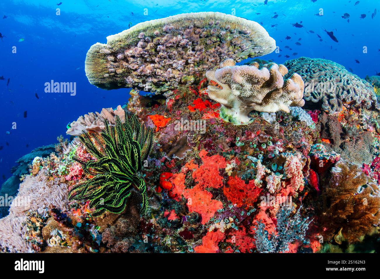 Tropical fish next to hard and soft corals on a healthy coral reef ...