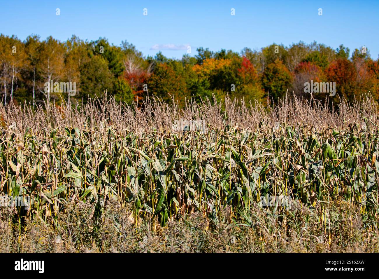 Colorful Wisconsin forest and farmland with corn in early October ...