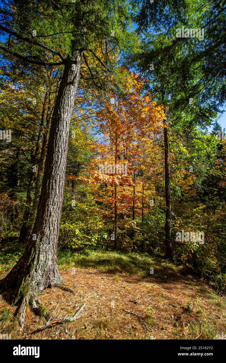 Colorful Wisconsin forest in early October, vertical Stock Photo - Alamy