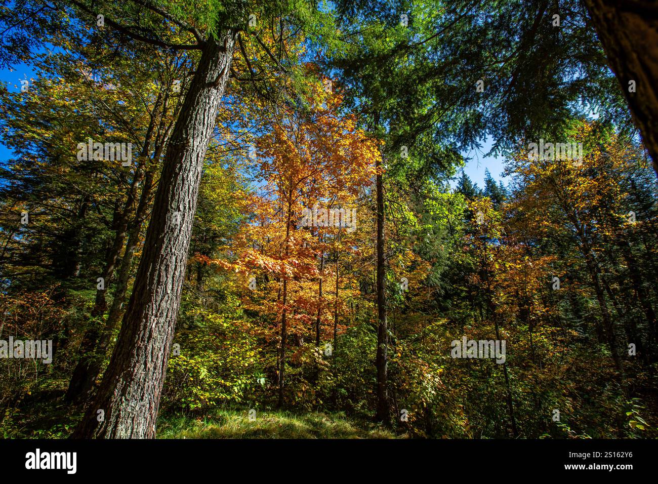 Colorful Wisconsin forest in early October, horizontal Stock Photo - Alamy
