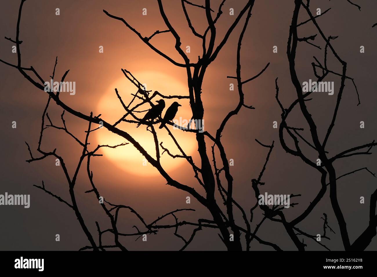 Crows sit on a branch of a tree as the sun rises on a winter morning in ...