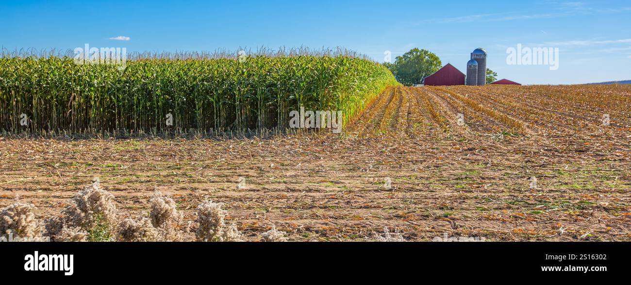Red barn, silos and corn being harvested on a Wisconsin farm in October ...