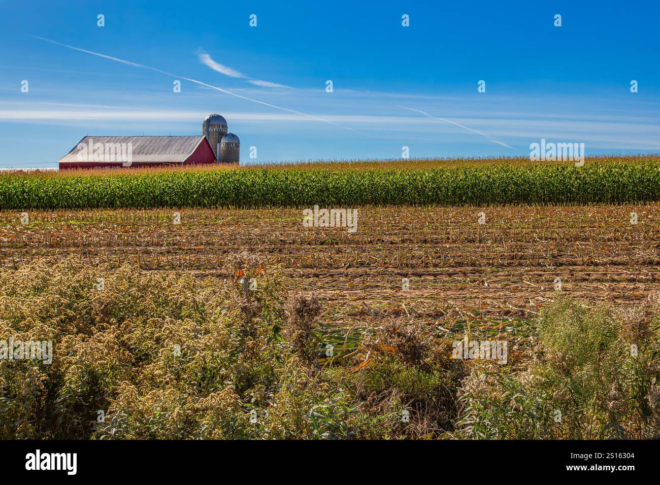 Red barn, silos and corn being harvested on a Wisconsin farm in October ...