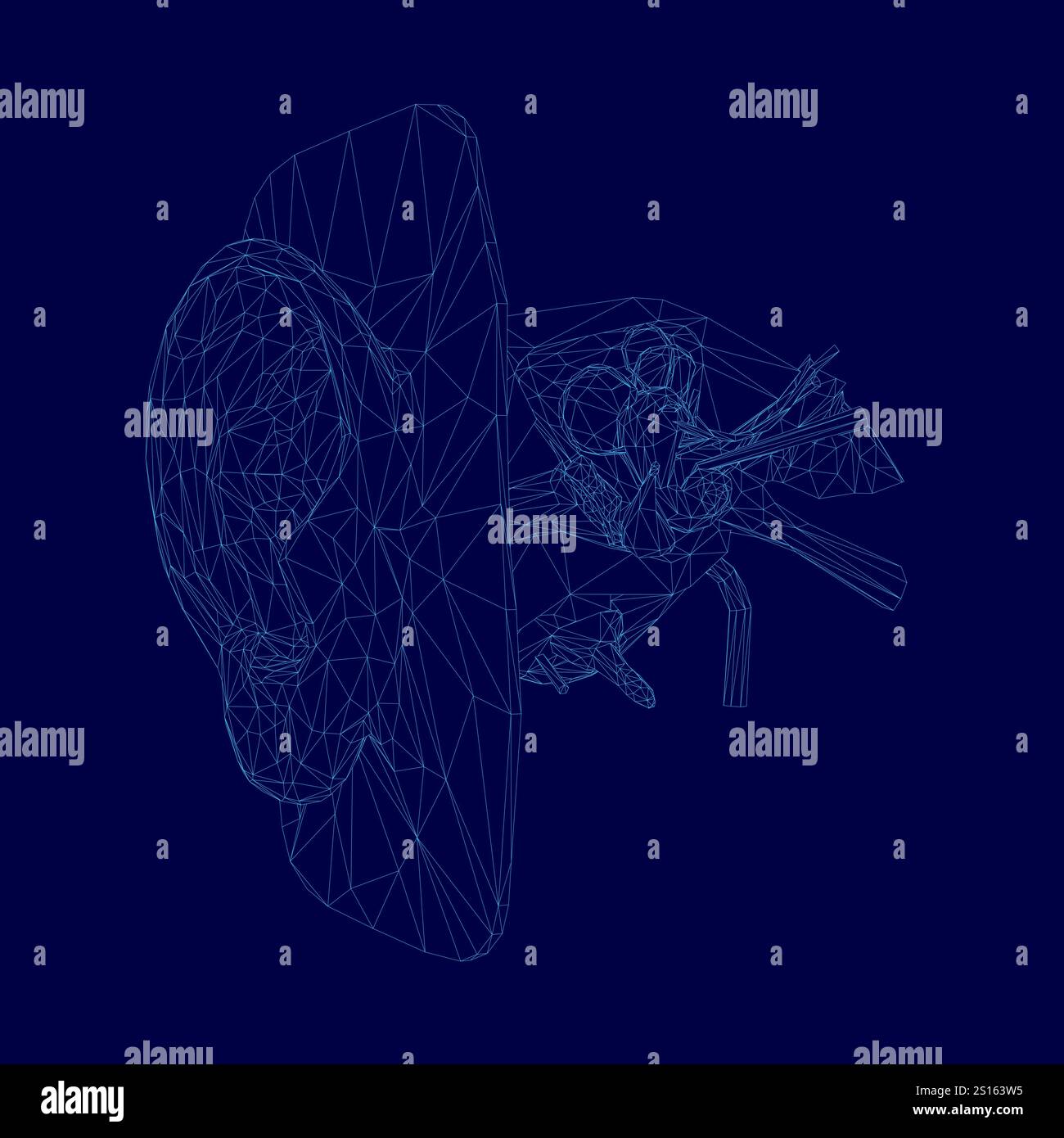 Blue drawing of a internal structure human ear.. The ear is shown in ...