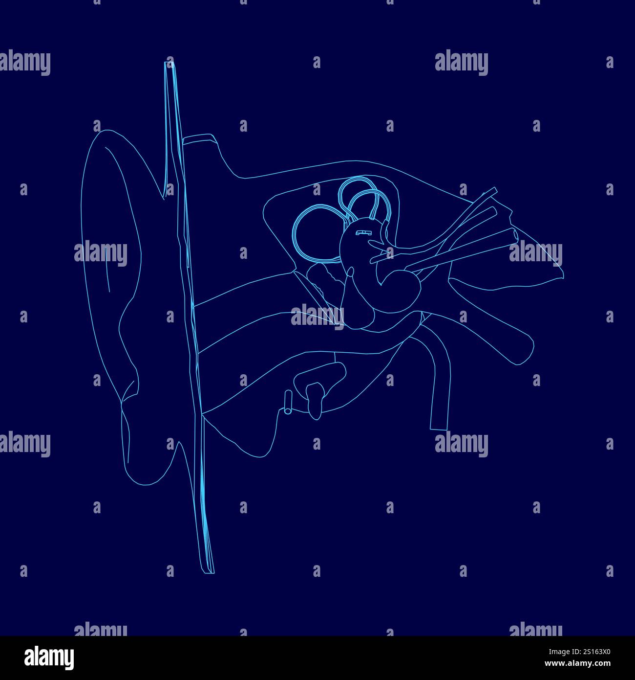Blue drawing of a internal structure human ear.. The ear is shown in ...