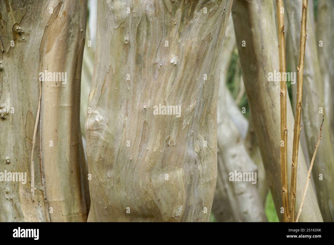 Crepe Myrtle tree trunk, in closeup, showing the patterns and colors of the smooth bark Stock ...