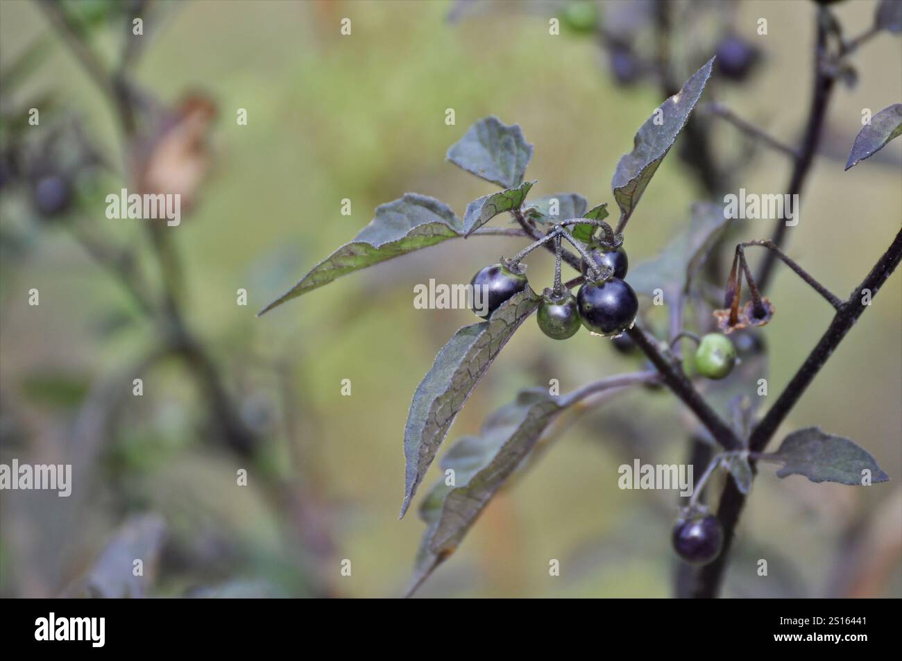 Section of Deadly Nightshade plant showing the deep purple-black ...