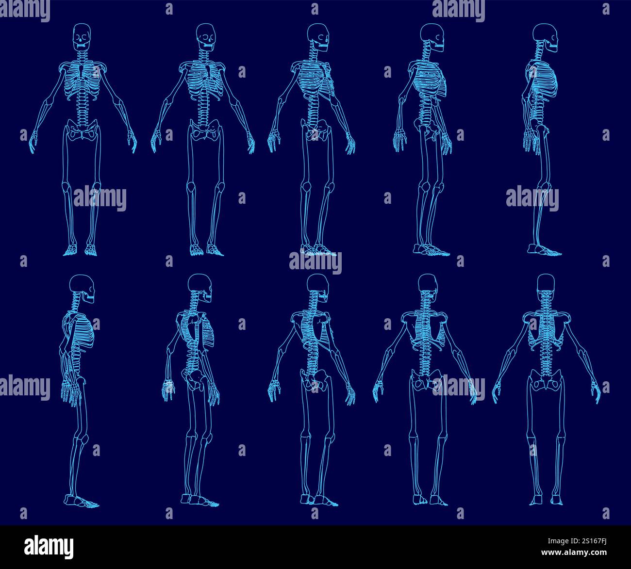Series of blue images of skeletons. The skeletons are all different ...