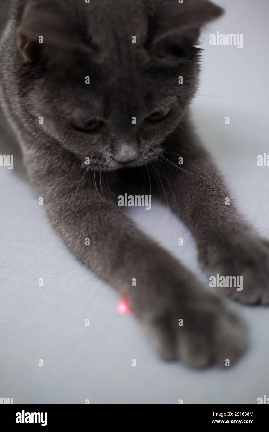 3 months old British Shorthair cat lying on the floor, playing with ...