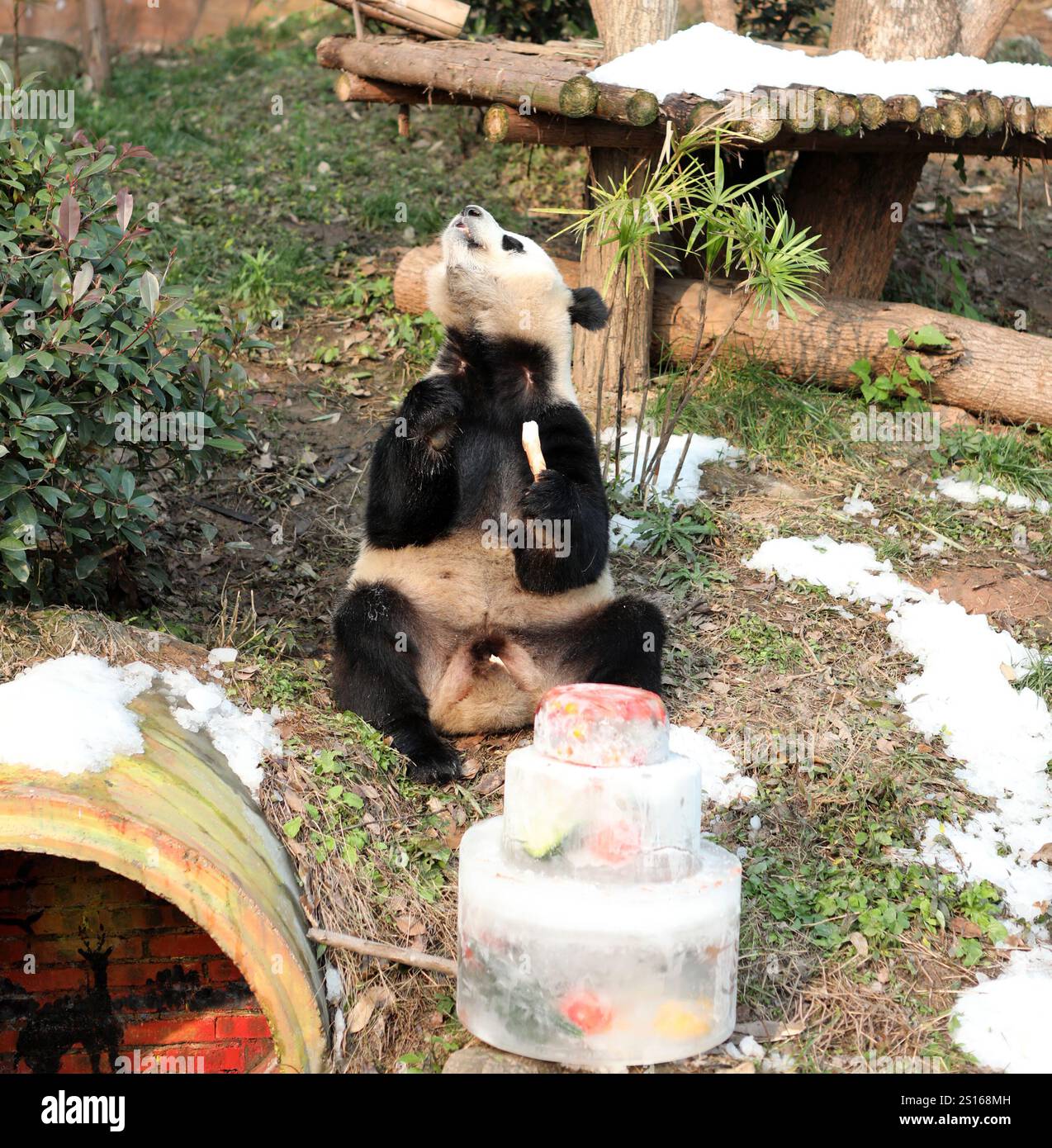 Giant pandas Ailian tastes food at Lehe Ledu Animal Theme Park in ...