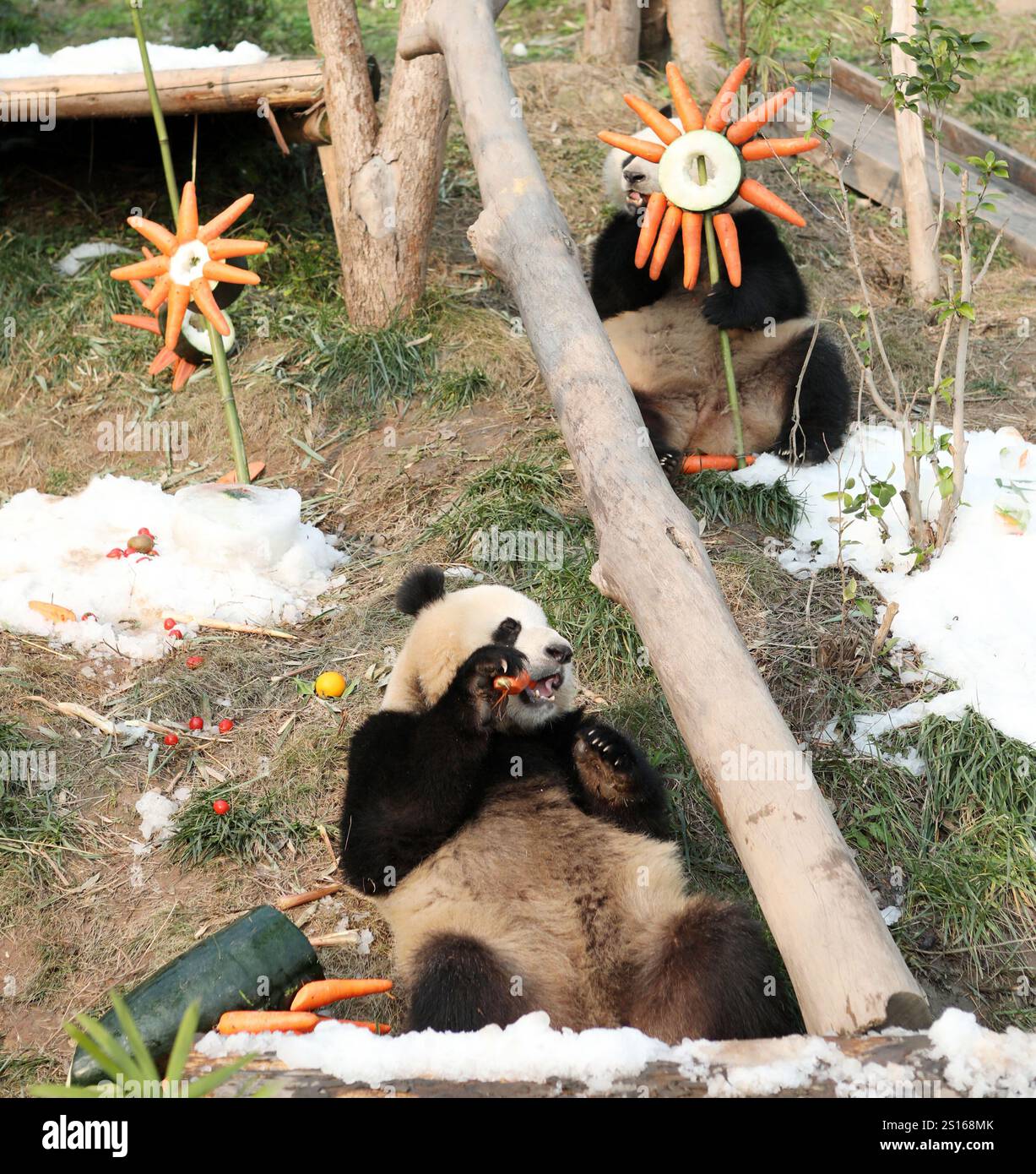 Giant pandas Qinghua and Qinglu taste food at Lehe Ledu Animal Theme ...