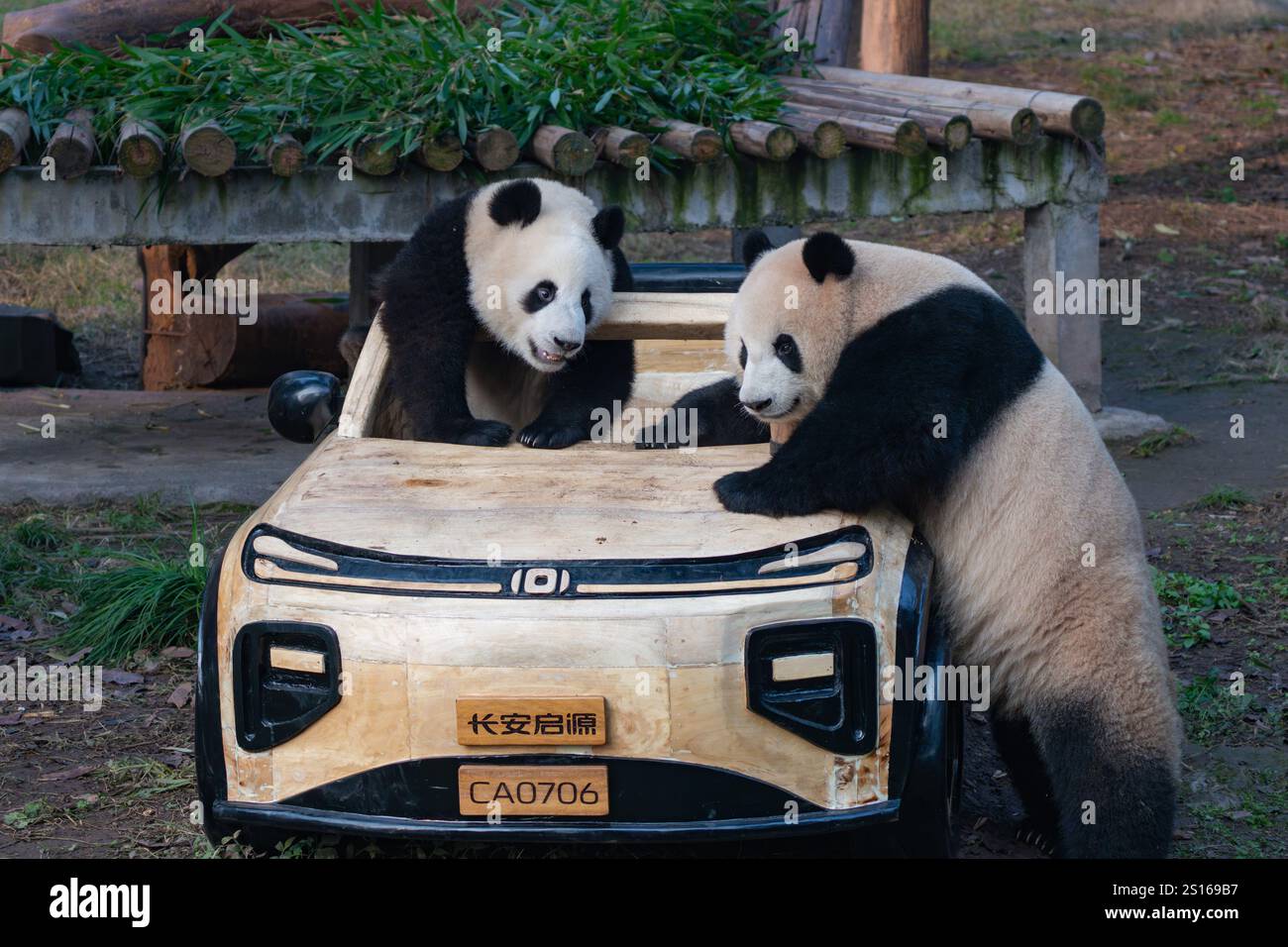 CHONGQING, CHINA - JANUARY 1, 2024 - The picture shows giant pandas ...