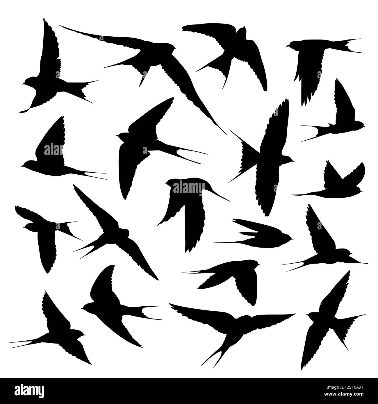 Bird collection Black and White Stock Photos & Images - Alamy