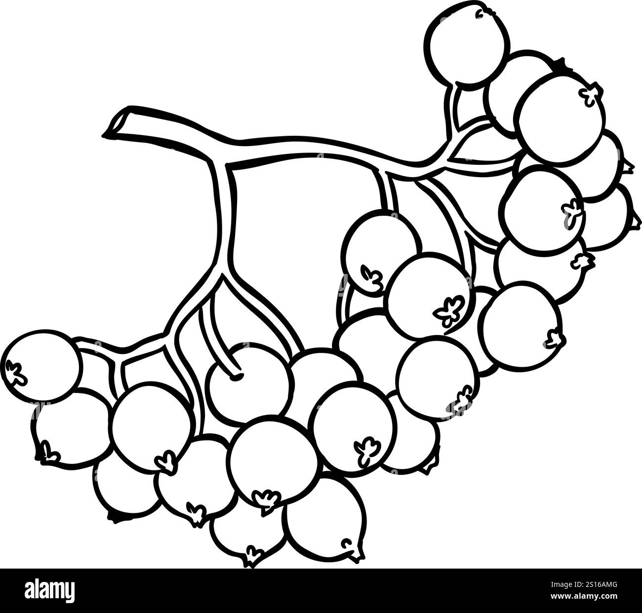 Rowan Branch with Berries Outline Illustration Stock Vector Image & Art ...