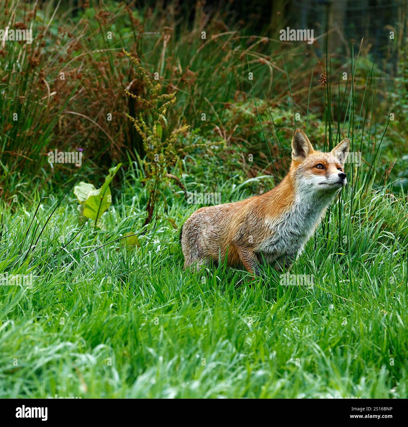 Our beautiful cunning native Red Fox Stock Photo - Alamy