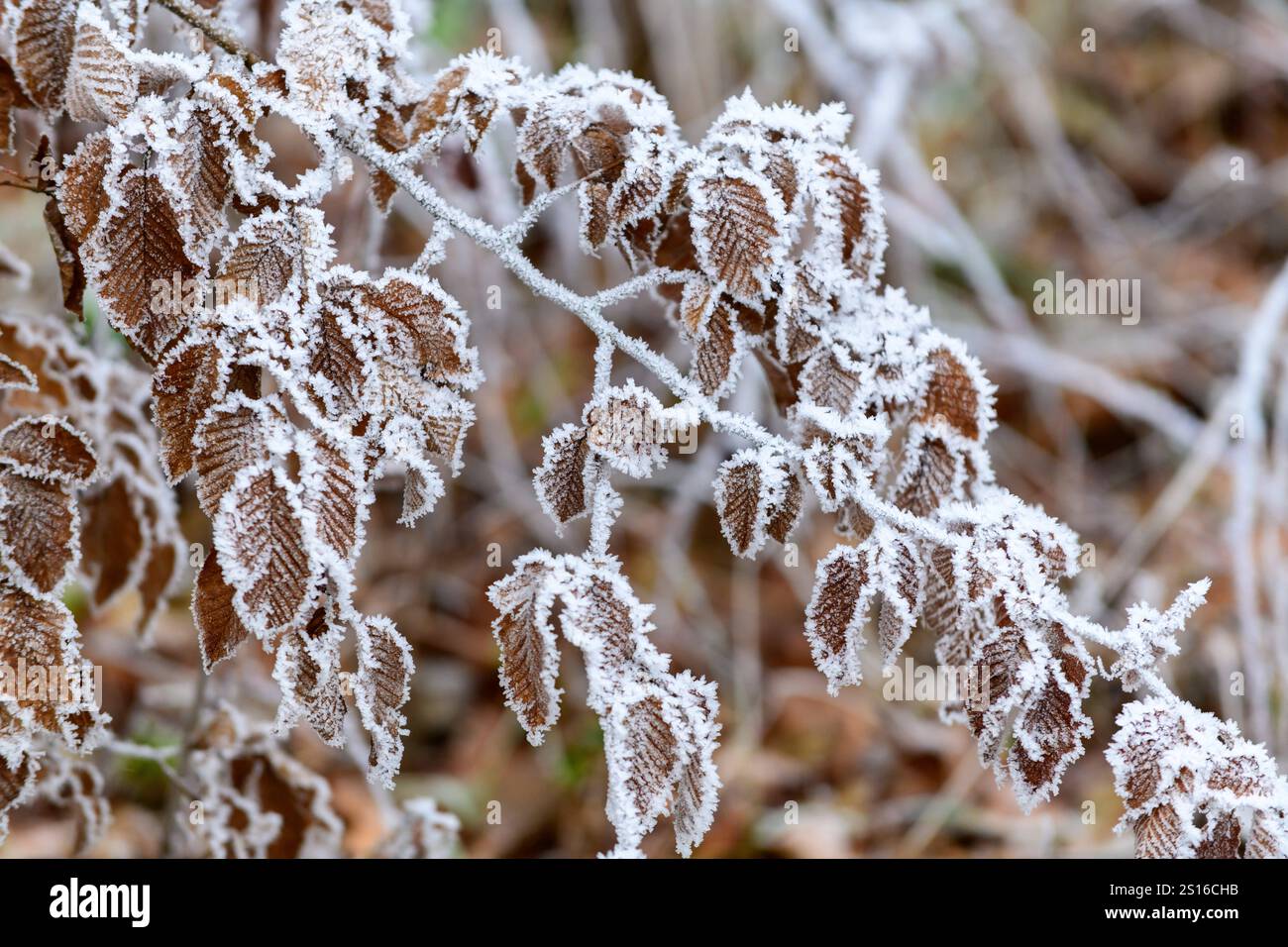 frost on a beech tree near the river ster in upepr austria *** frost ...
