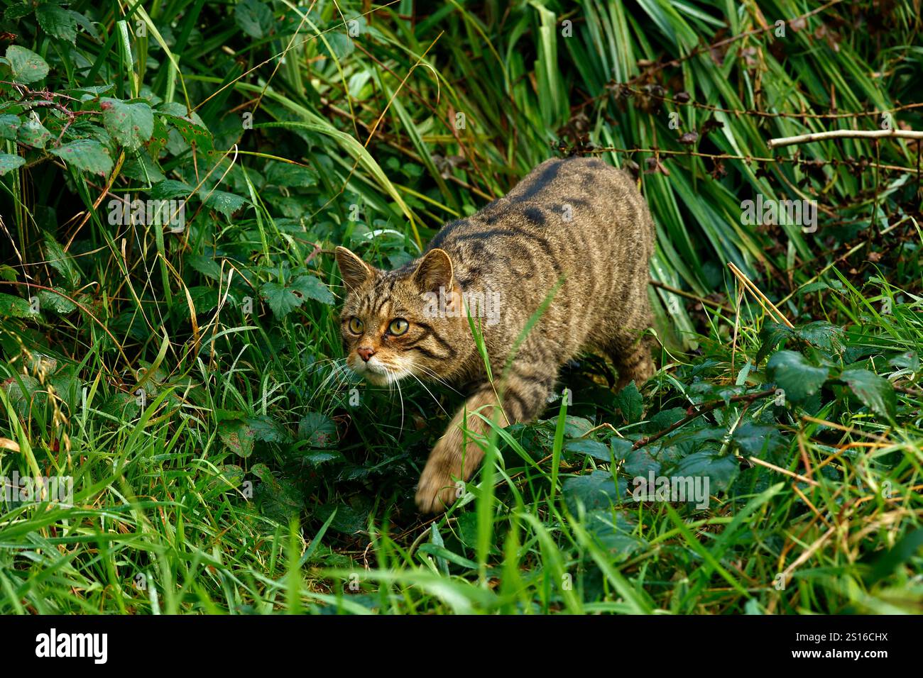 Scottish Wild Cat Family Stock Photo - Alamy