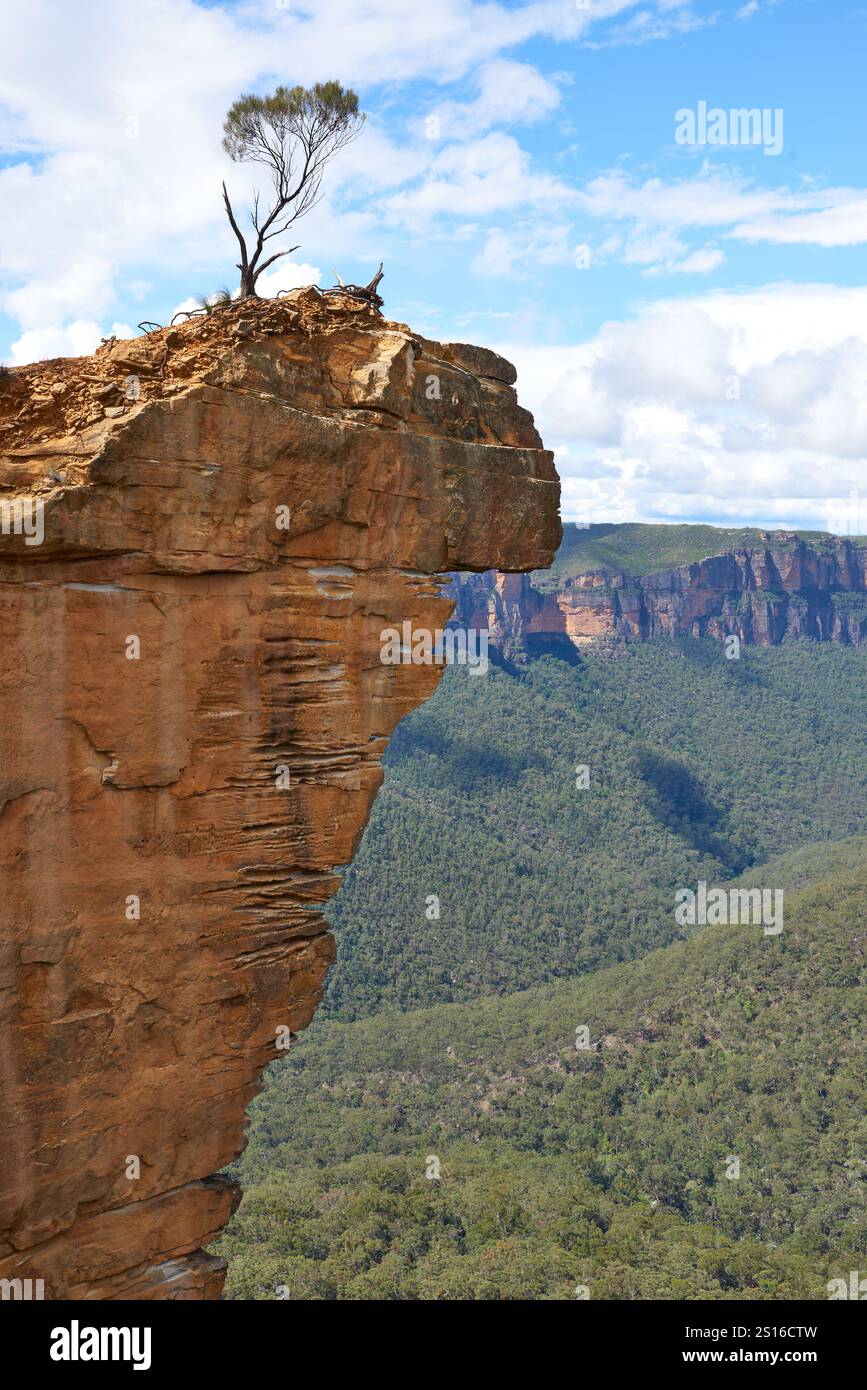 Lone tree standing at the edge of a clifftop with an impressive ...
