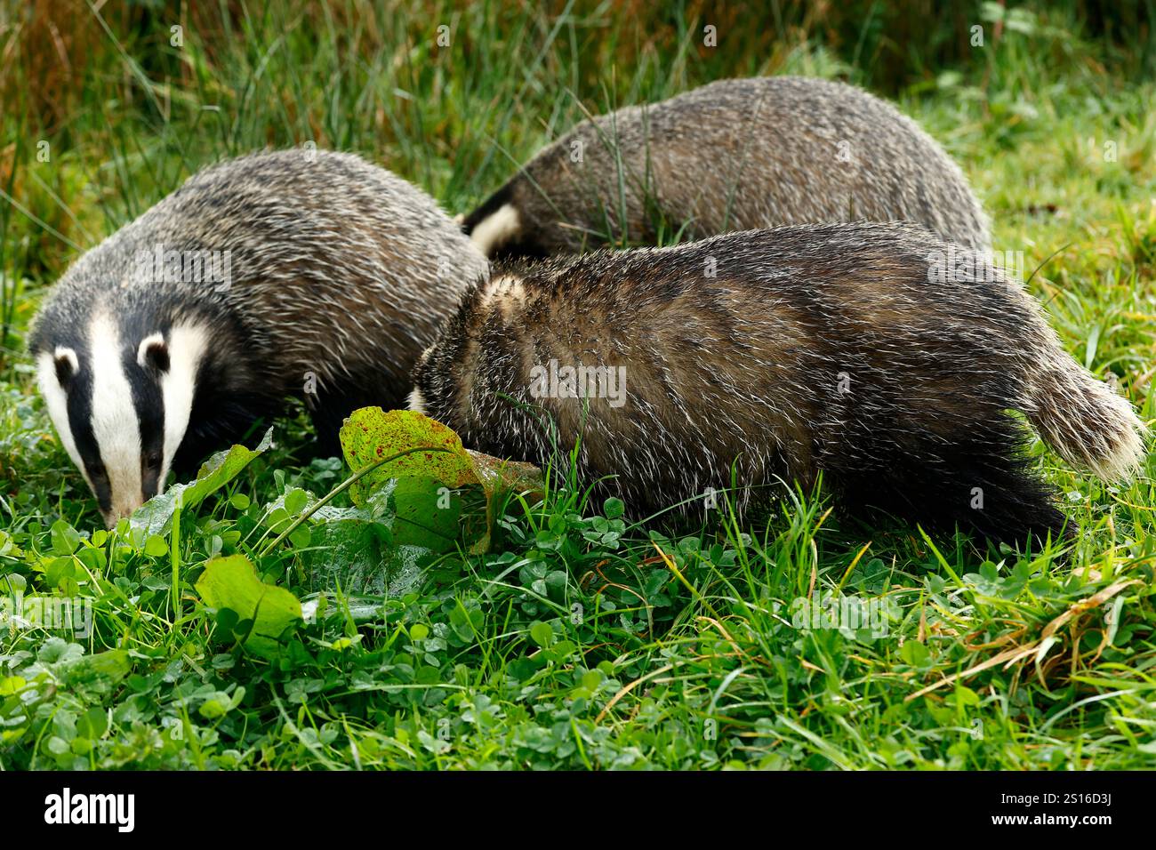 Brock the Badger our native omnivore Stock Photo - Alamy