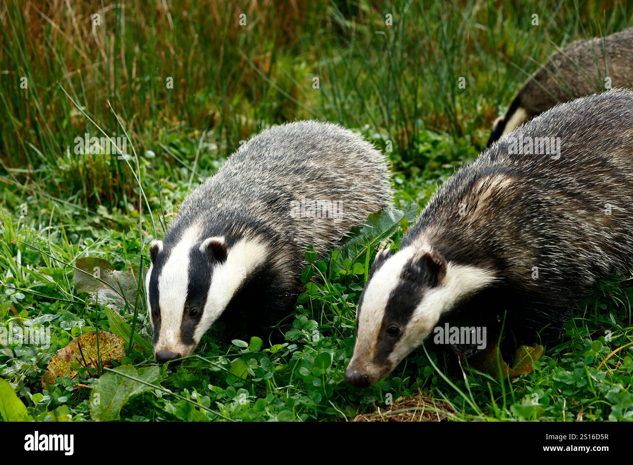 Brock the Badger our native omnivore Stock Photo - Alamy