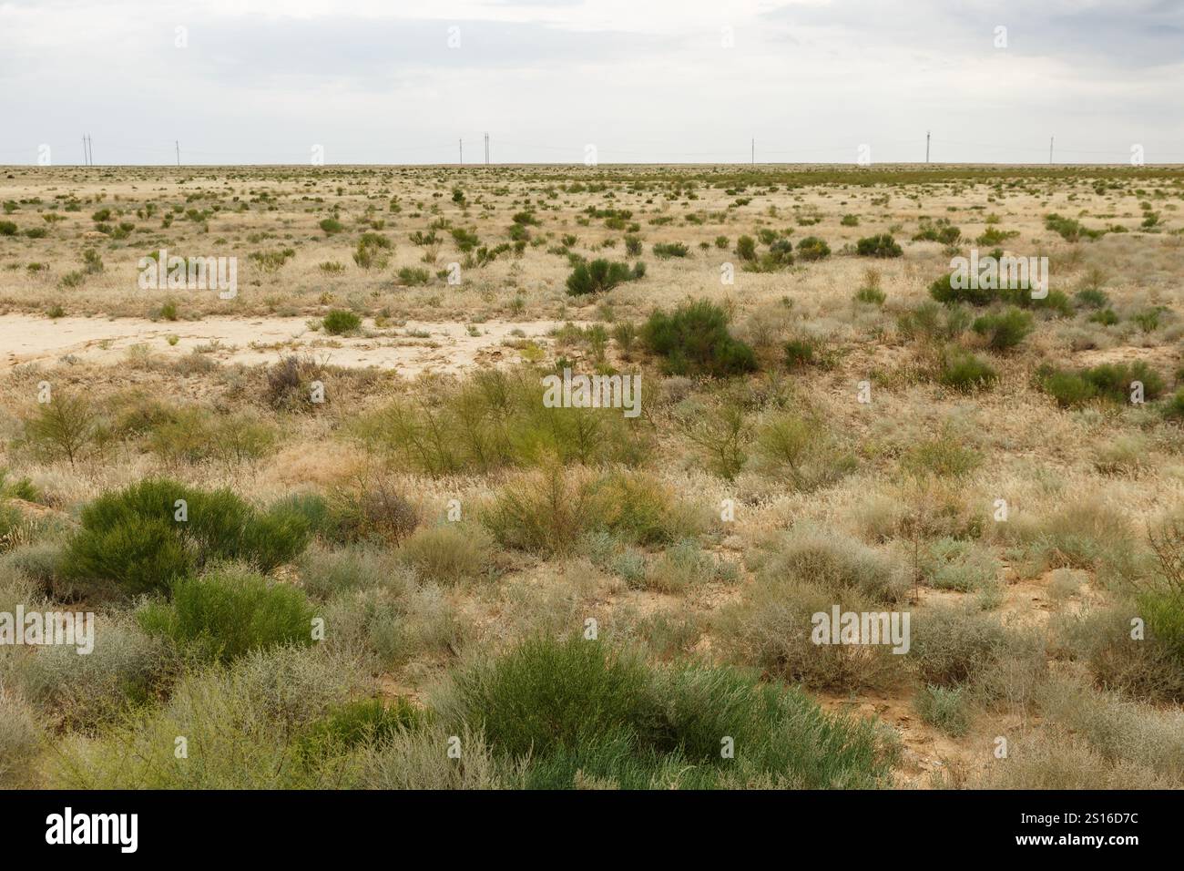 Expansive desert area in Kazakhstan with scattered shrubs and dry grass ...