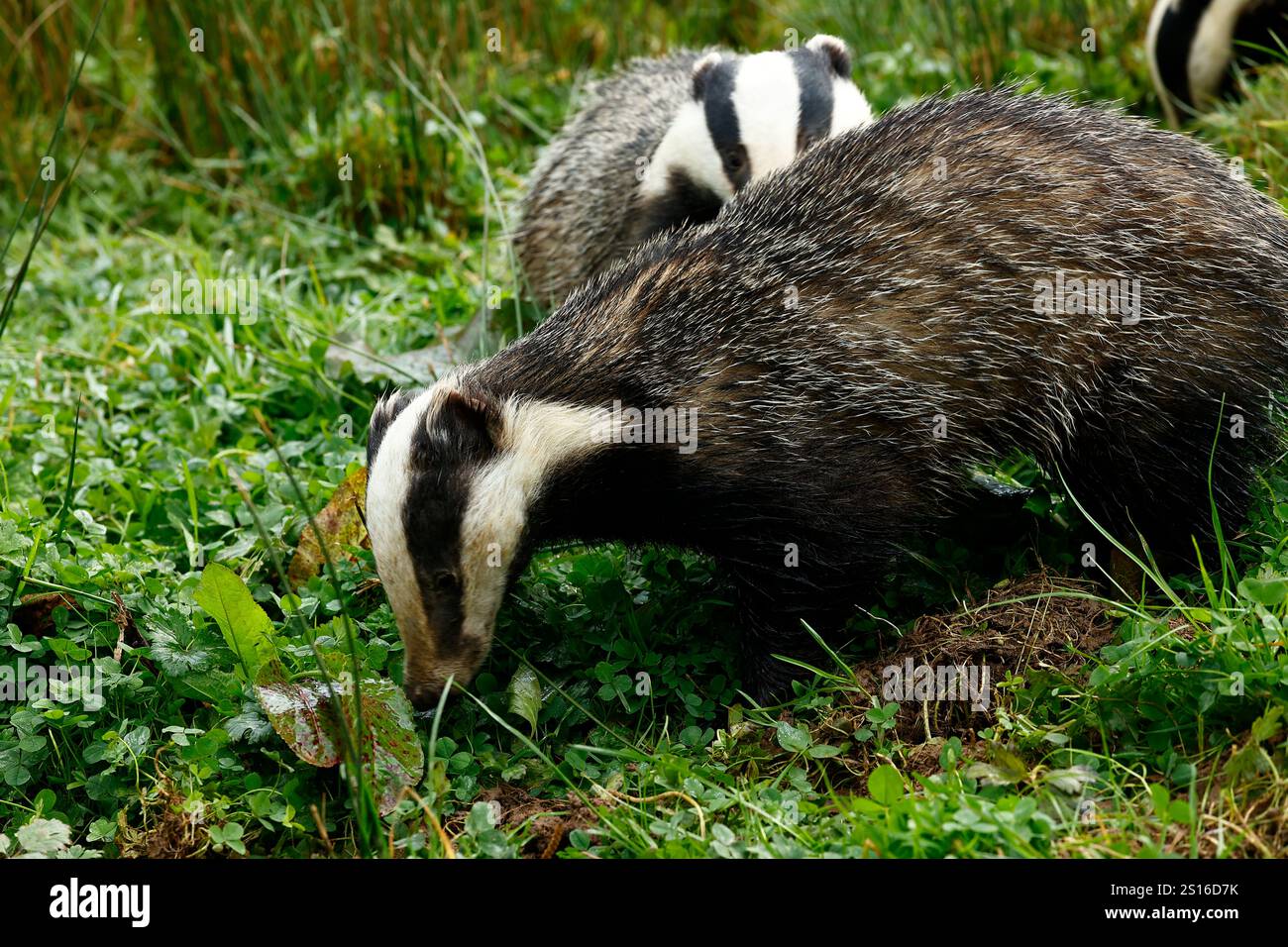 Brock the Badger our native omnivore Stock Photo - Alamy
