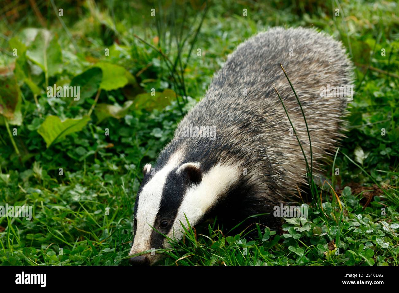 Brock the Badger our native omnivore Stock Photo - Alamy