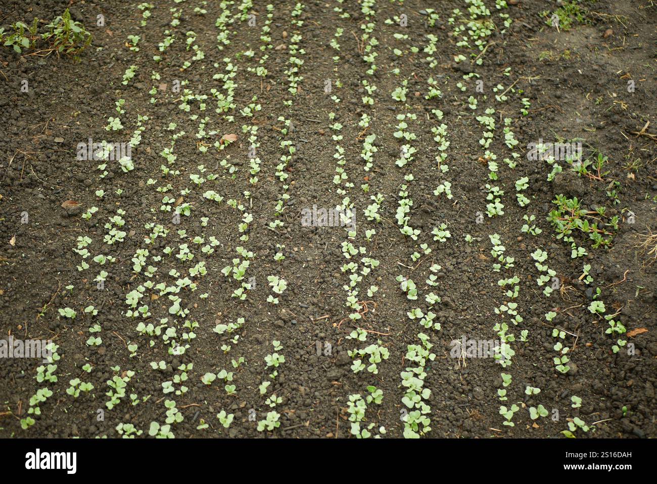 Radish young growing germination seeds fresh plant spring sprouts ...