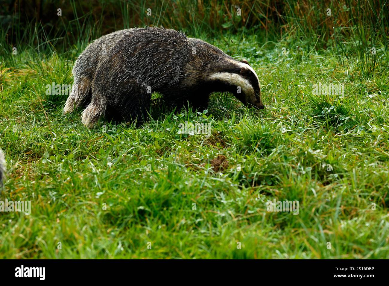 Brock the Badger our native omnivore Stock Photo - Alamy
