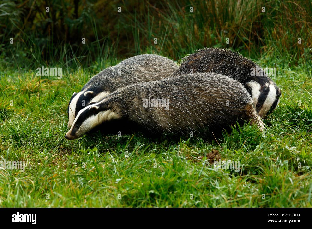 Brock the Badger our native omnivore Stock Photo - Alamy