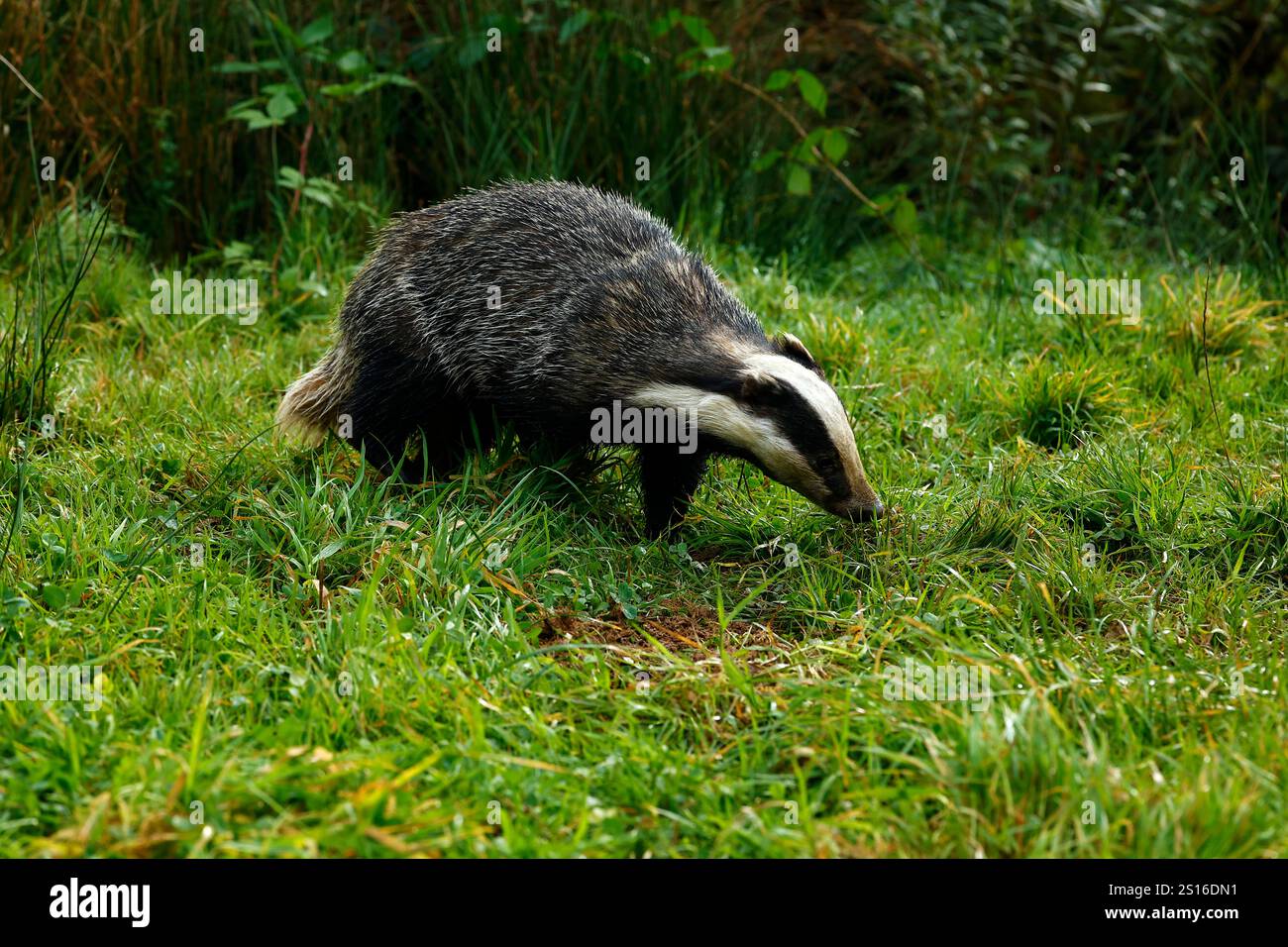 Brock the Badger our native omnivore Stock Photo - Alamy