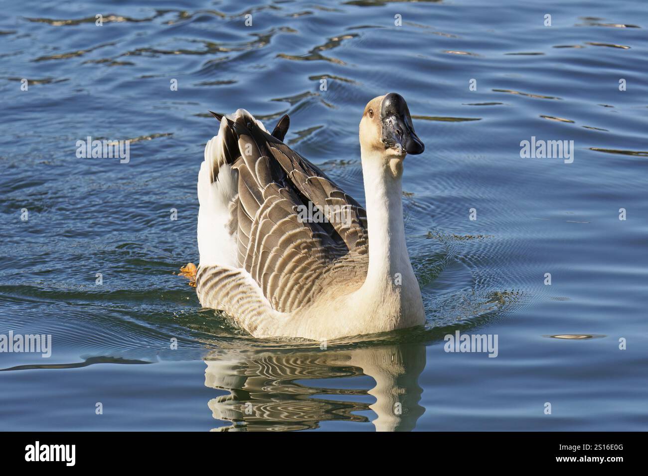 specimen of chinese goose swims in a small lake, Anas cygnoides ...