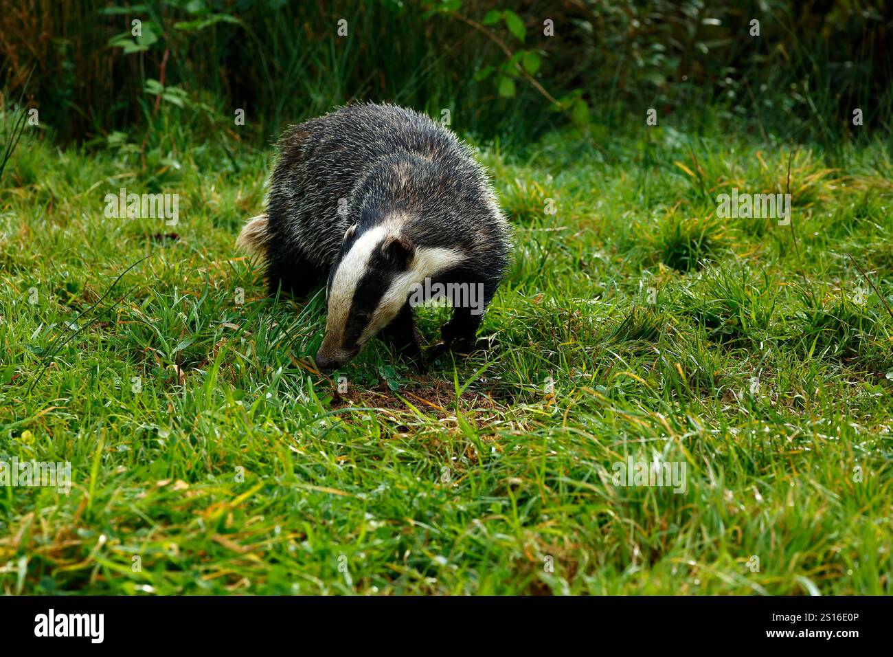 Brock the Badger our native omnivore Stock Photo - Alamy