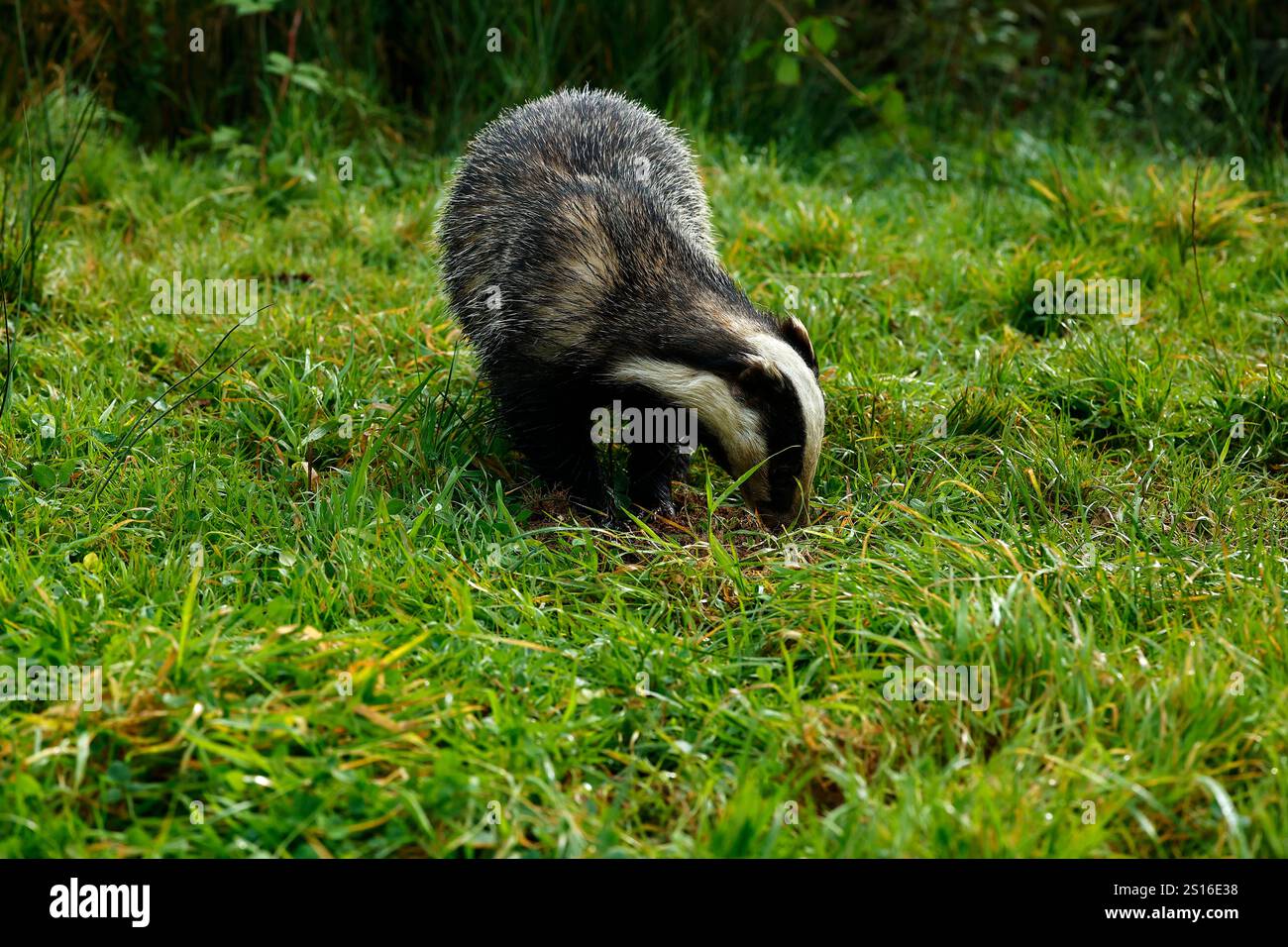 Brock the Badger our native omnivore Stock Photo - Alamy