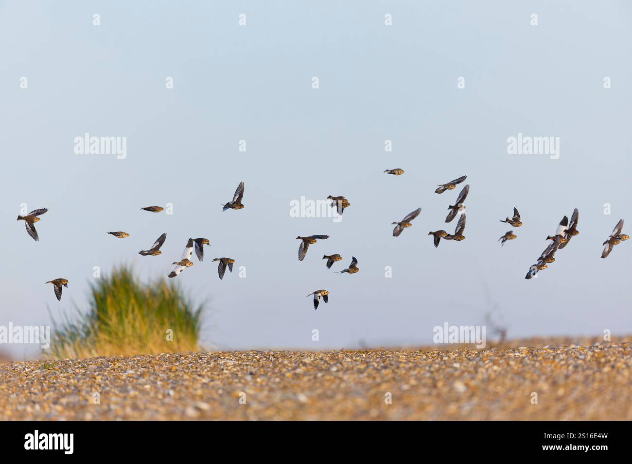 Snow bunting Plectrophenax nivalis, winter plumage flock flying over ...