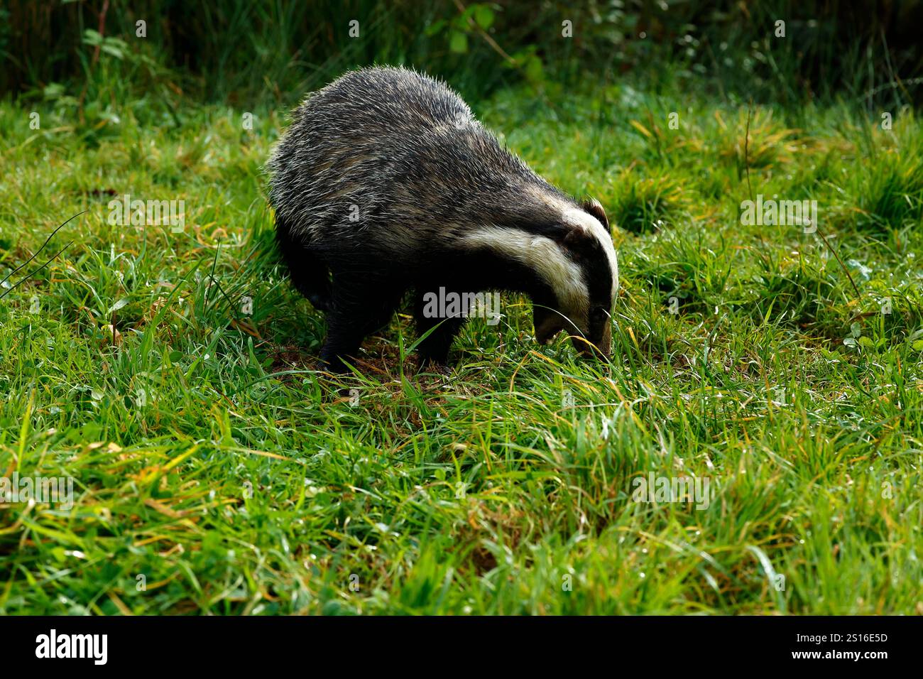 Brock the Badger our native omnivore Stock Photo - Alamy