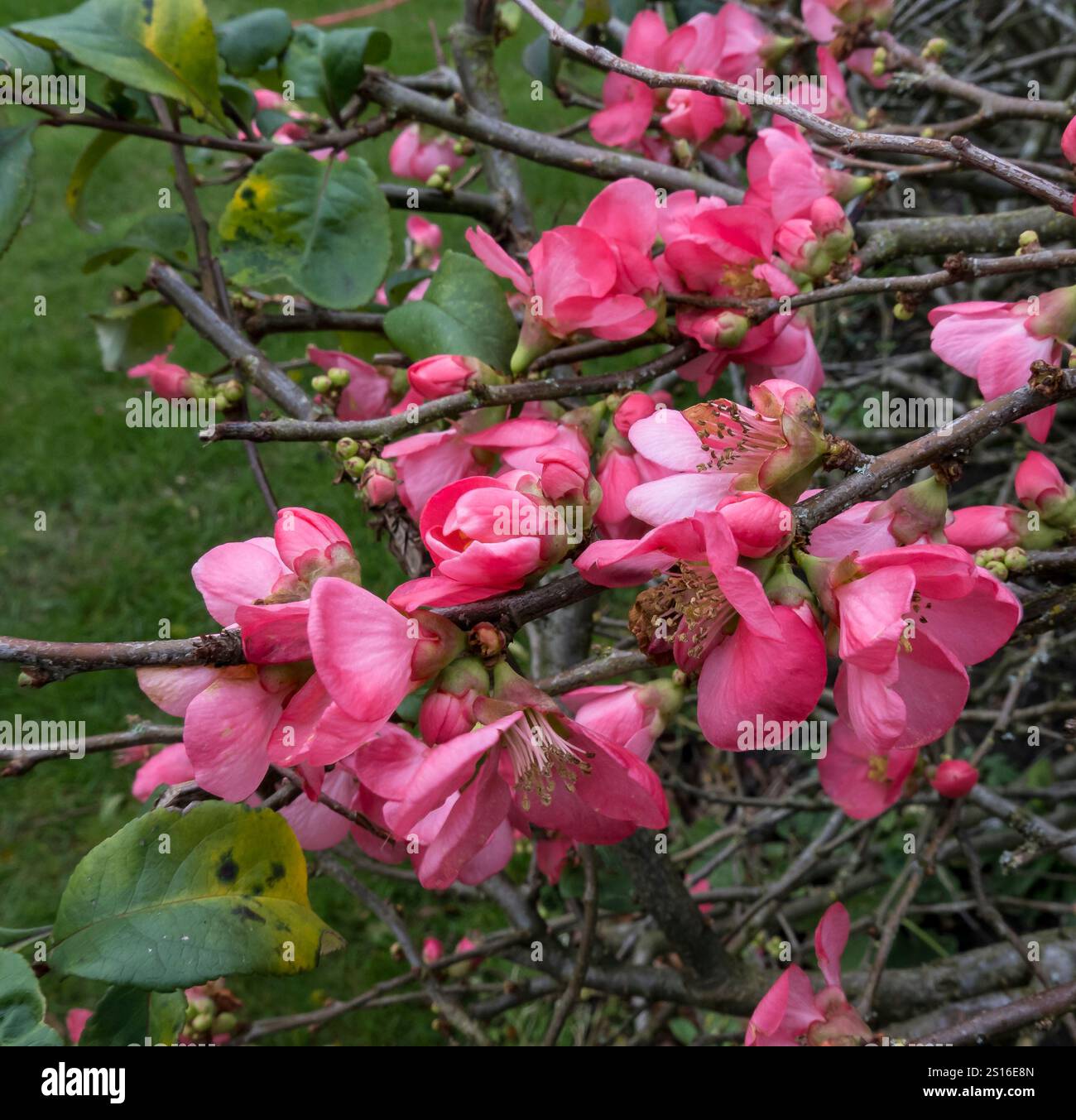 Japanese Flowering Quince Stock Photo - Alamy