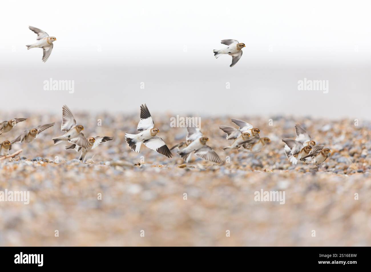 Snow bunting Plectrophenax nivalis, winter plumage flock flying, about ...
