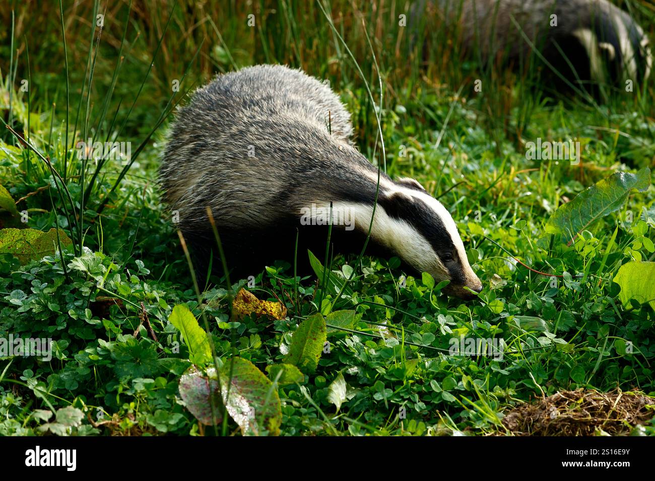 Brock the Badger our native omnivore Stock Photo - Alamy