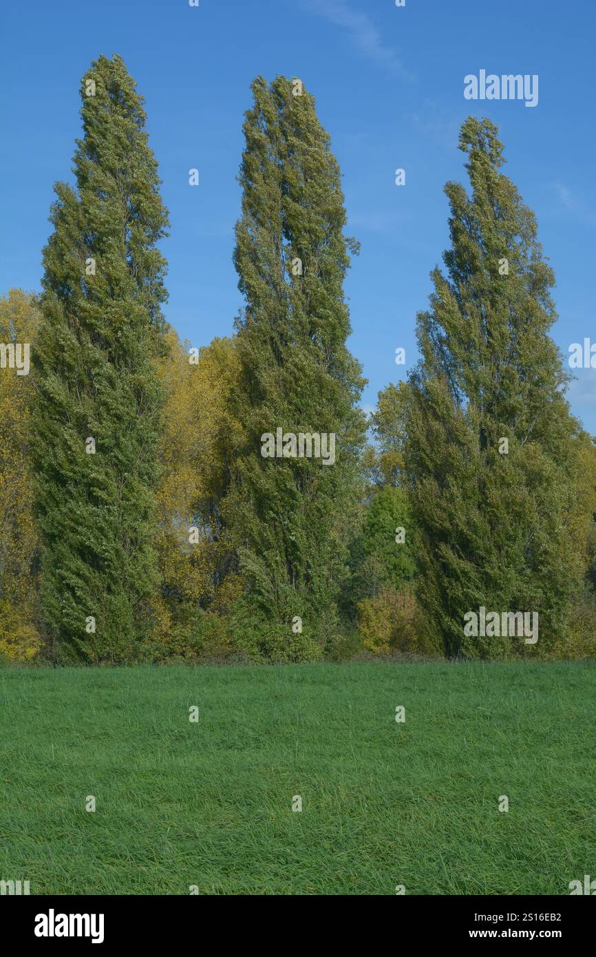 poplar tree resp.Populus nigra italica at Rhine River floodplain ...
