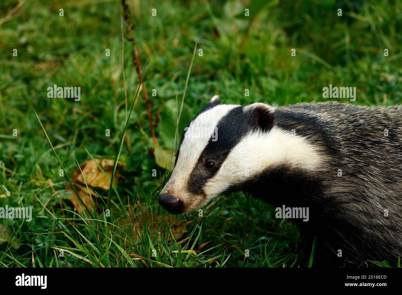 Brock the Badger our native omnivore Stock Photo - Alamy