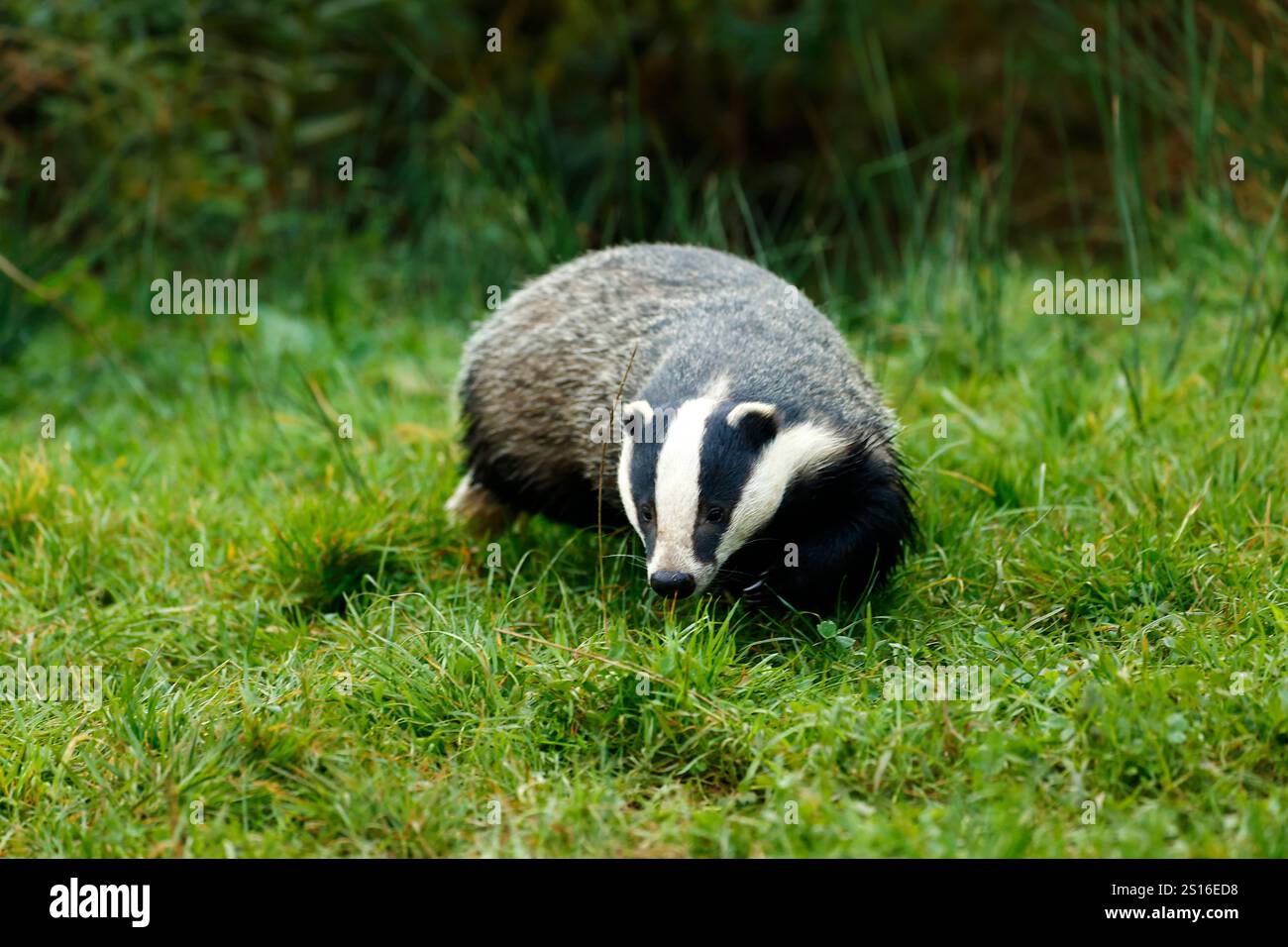 Brock the Badger our native omnivore Stock Photo - Alamy