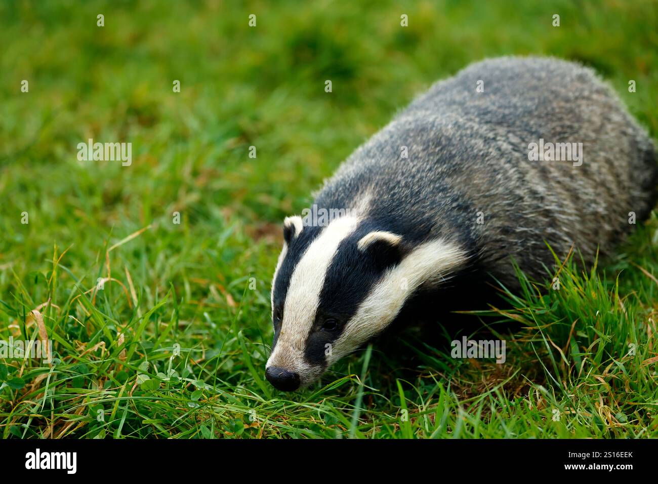Brock the Badger our native omnivore Stock Photo - Alamy