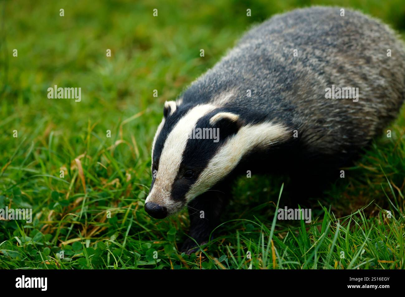 Brock the Badger our native omnivore Stock Photo - Alamy