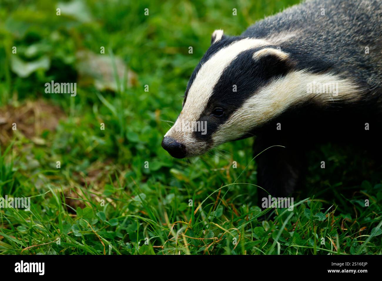 Brock the Badger our native omnivore Stock Photo - Alamy