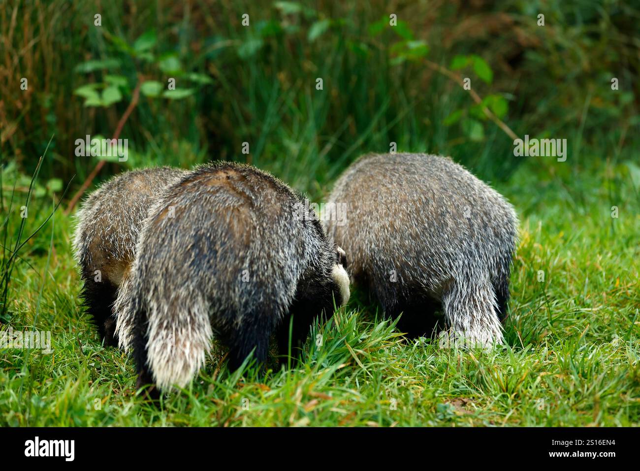 Brock the Badger our native omnivore Stock Photo - Alamy
