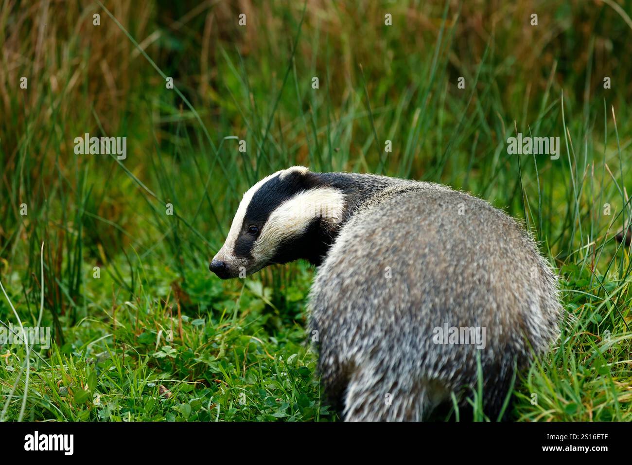 Brock the Badger our native omnivore Stock Photo - Alamy
