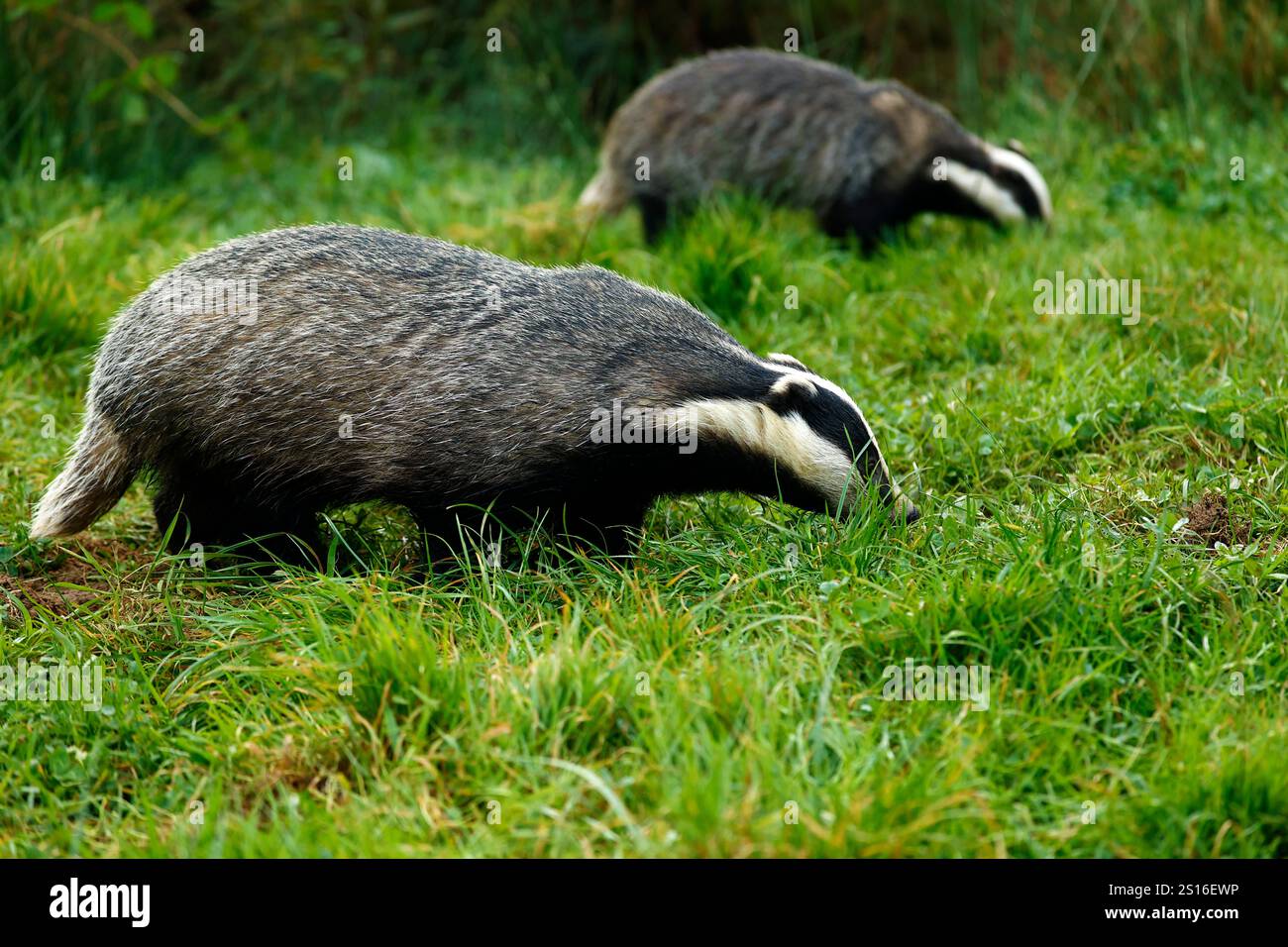 Brock the Badger our native omnivore Stock Photo - Alamy