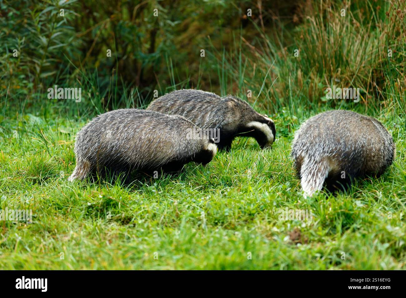 Brock the Badger our native omnivore Stock Photo - Alamy